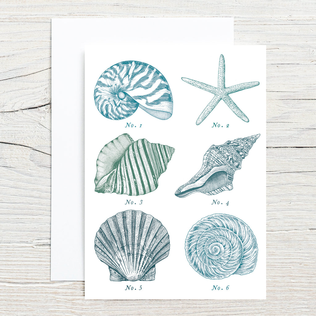 Seashell 5x7 Notecard Set – Brook Isle